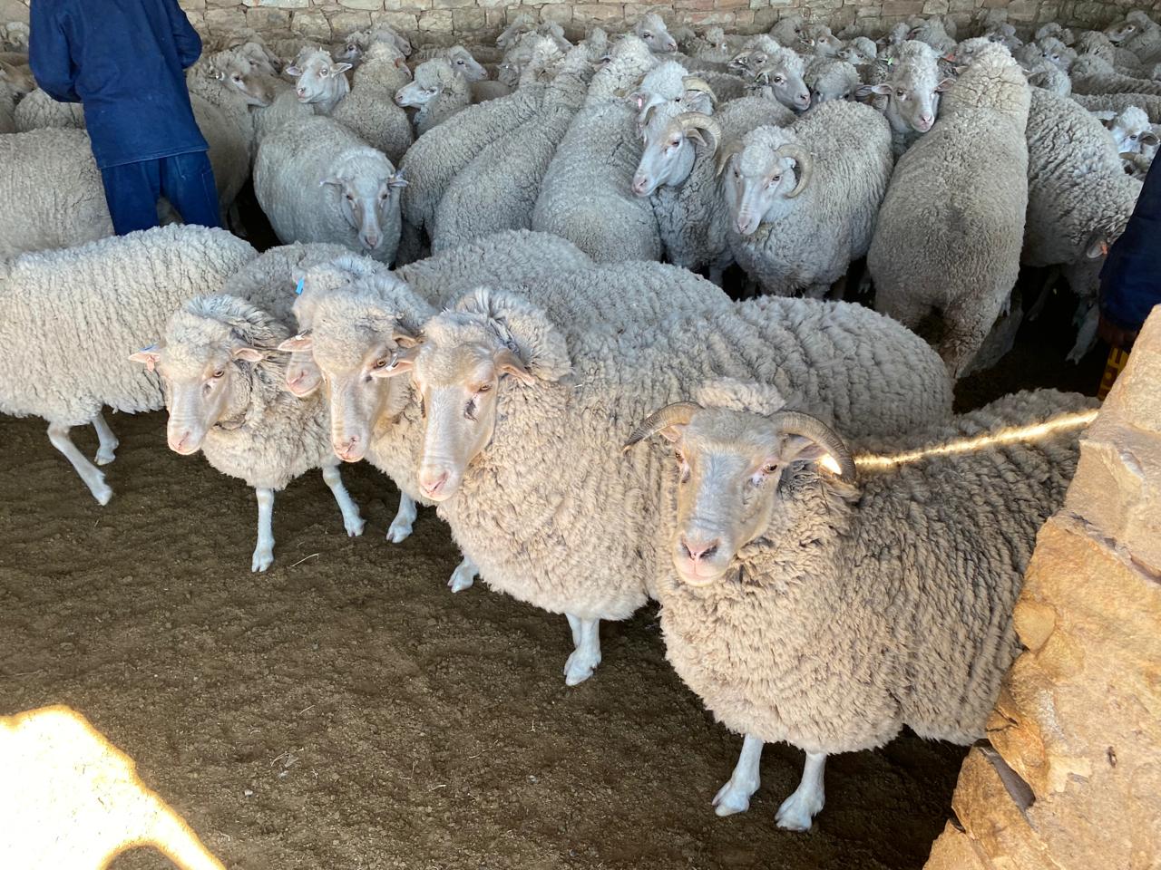 DISPERSAL OF ENTIRE MERINO SHEEP BREEDING FLOCK