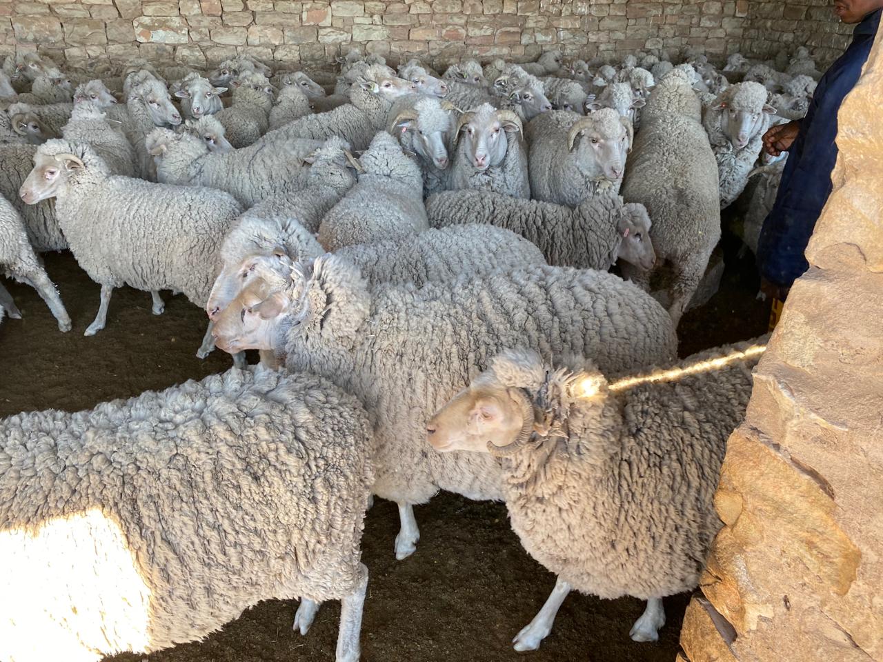 DISPERSAL OF ENTIRE MERINO SHEEP BREEDING FLOCK